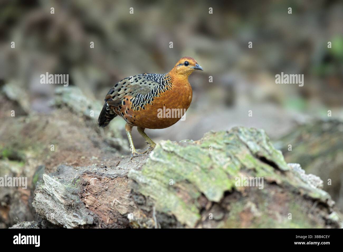 Ferruginous Partridge (Caloperdix oculeus oculeus) male perched on the ...