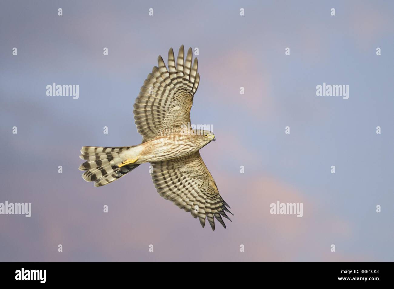 Sharp-shinned Hawk (Accipiter striatus) flying, Texas, USA, North ...