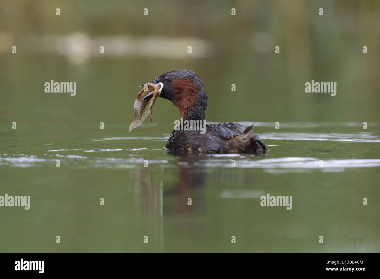 Common spadefeet hi-res stock photography and images - Alamy