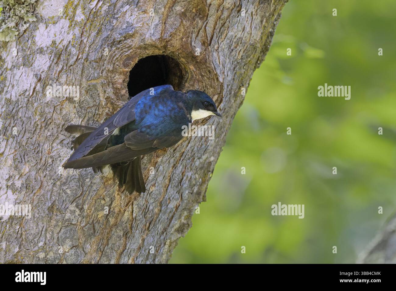 Tree Swallow (Tachycineta bicolor) at nesting cavity, California, USA ...