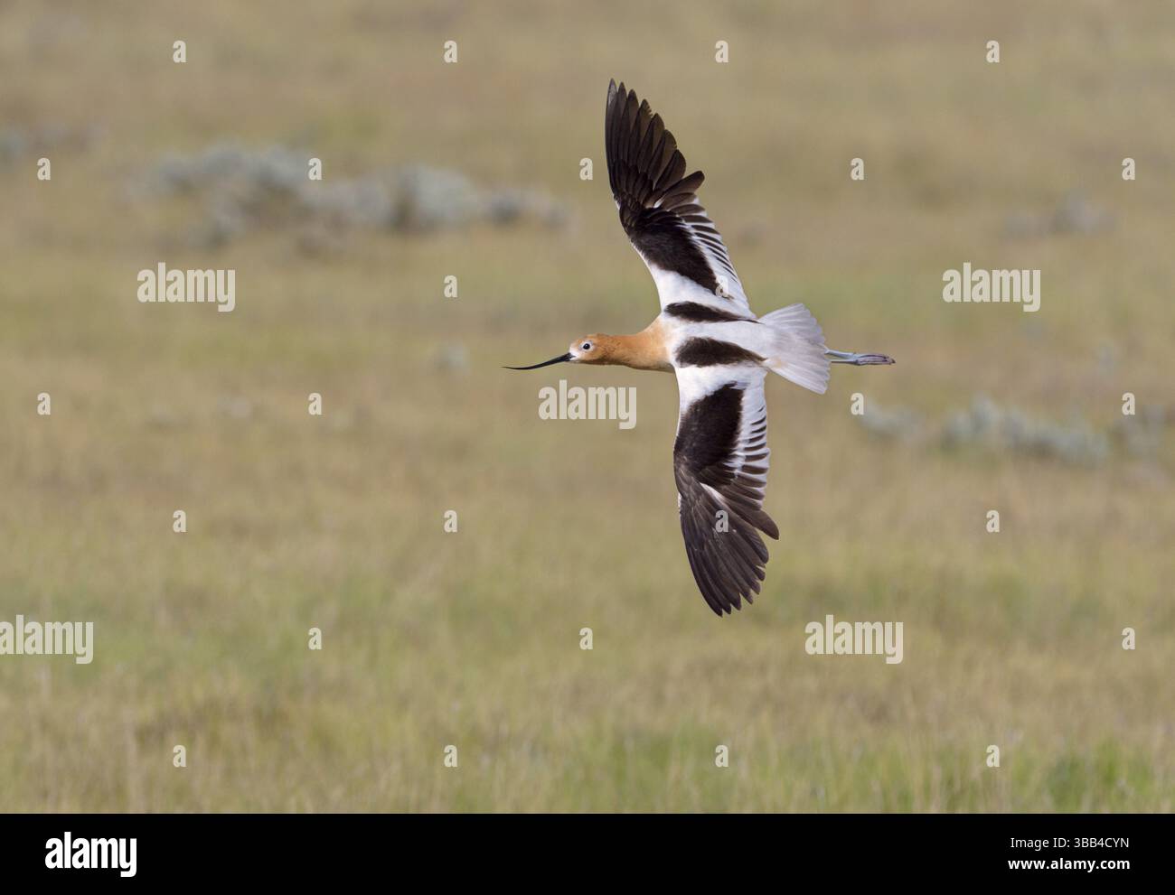 American avocets in alberta hi-res stock photography and images - Alamy