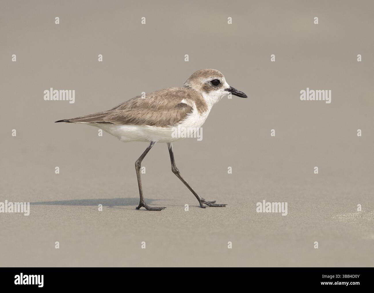 Lesser Sand Plover (Charadrius mongolus) on beach, Goa, India, Asia ...