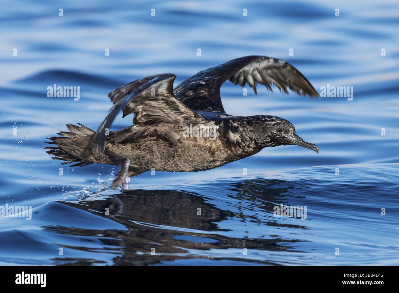 Sooty Shearwater (Ardenna grisea) flying, Eilat, Israel, Asia Stock ...