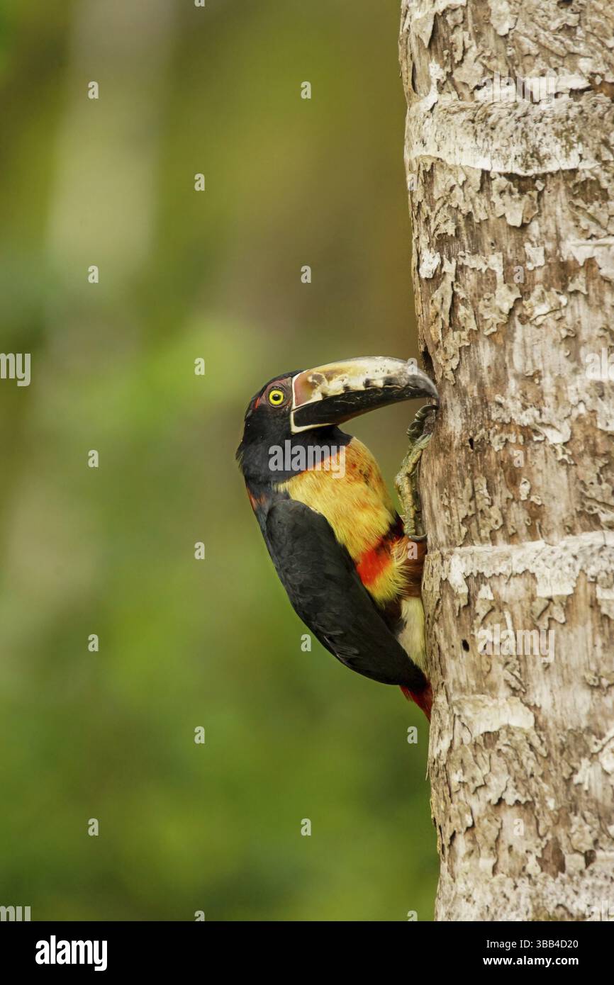 Collared Aracari (Pteroglossus torquatus), Costa Rica, Central America ...