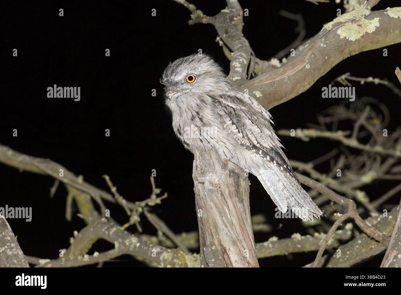 Tawny Frogmouth (Podargus strigoides), Victoria, Australia, Oceania ...
