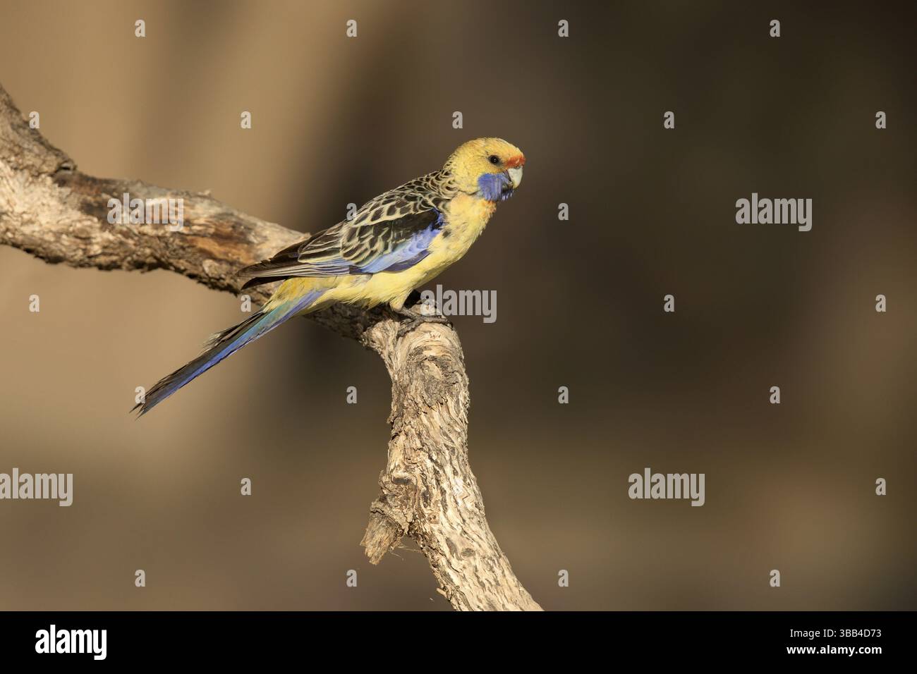 Yellow rosella hi-res stock photography and images - Alamy