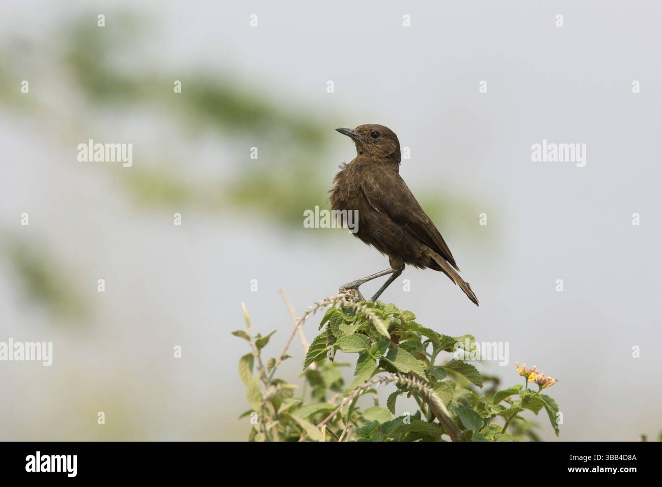 Sooty Chat (Myrmecocichla nigra) female perched on a bush, Uganda ...