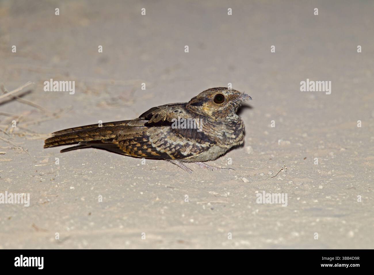 Common Pauraque Nyctidromus albicollis San Blas, Nayarit, Mexico 7 June ...