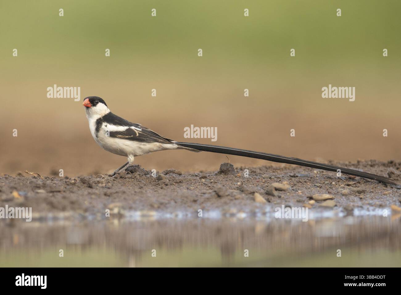Pin-tailed Whydah (Vidua macroura) male, South Africa, Africa Stock ...