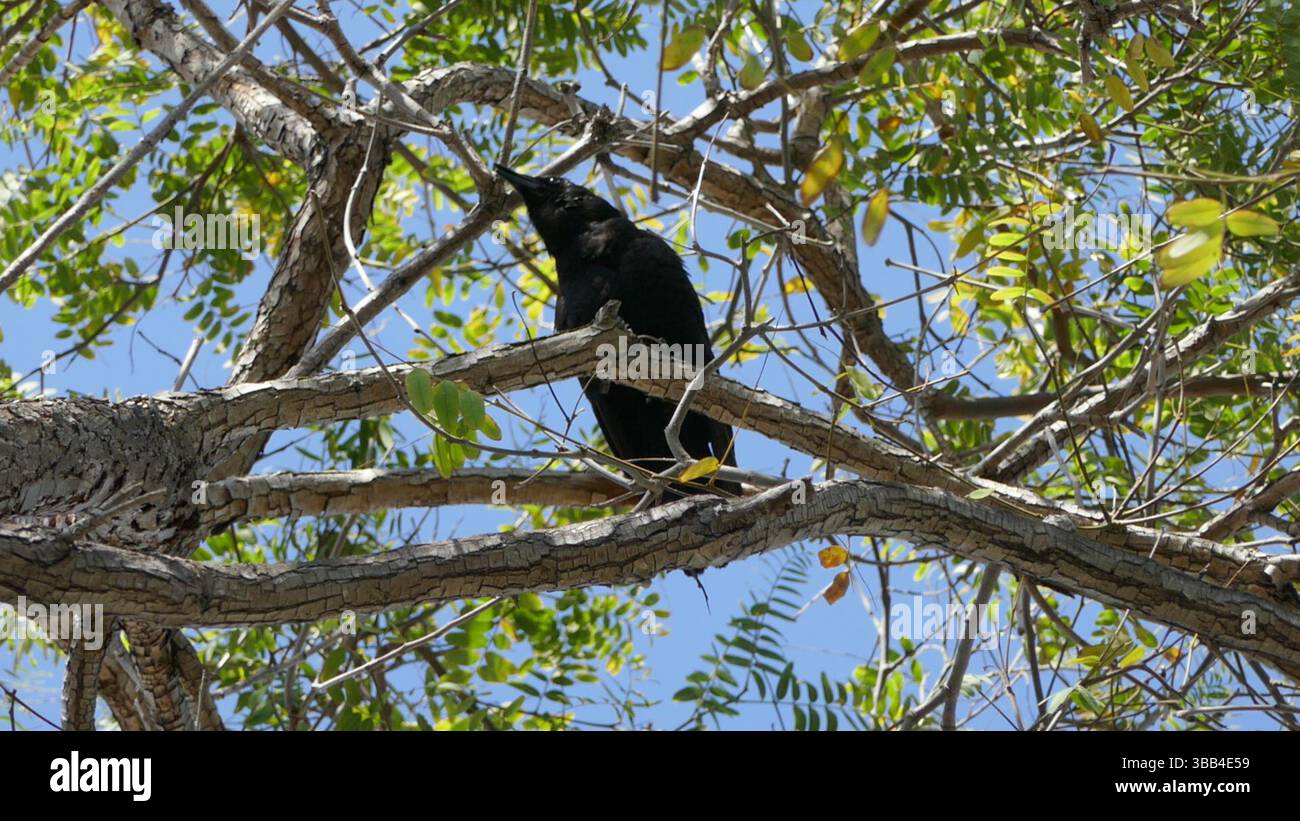 Los Angeles, California, USA 13th May 2025 Crow/Raven in Tree on May 13 ...