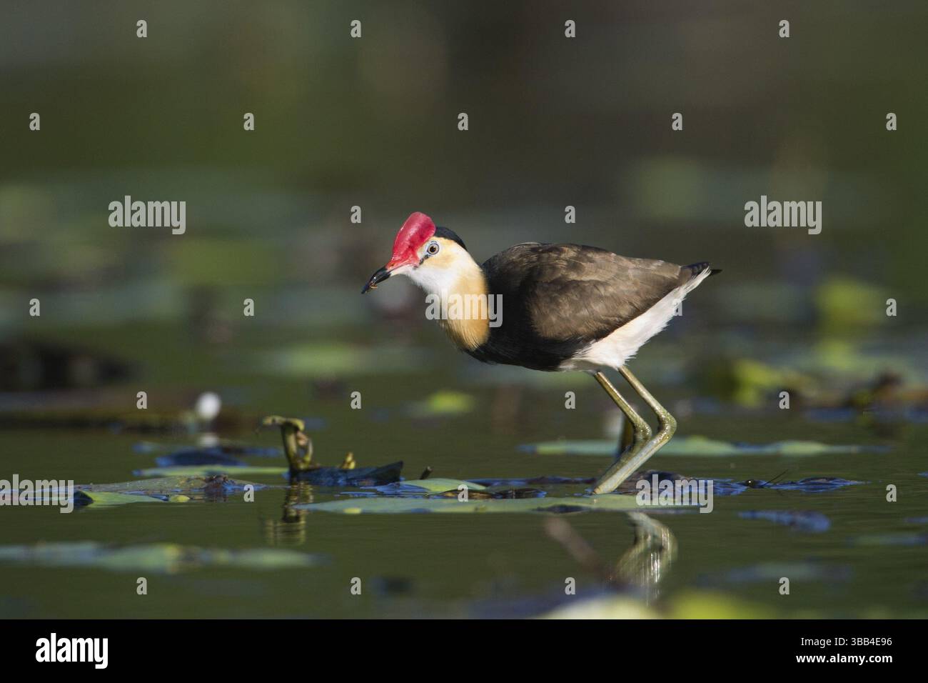 Comb-crested Jacana (Irediparra gallinacea), Queensland, Australia ...