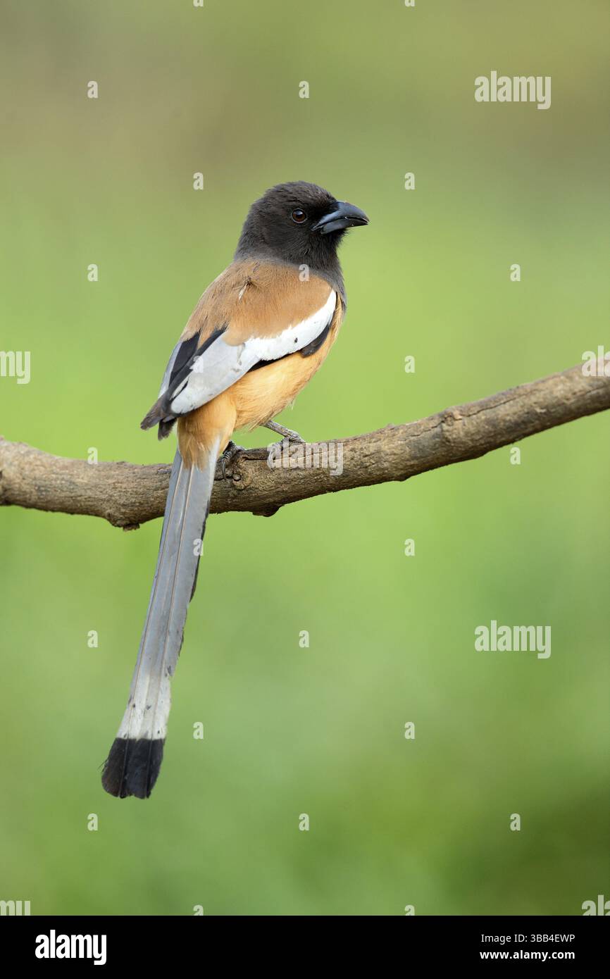 Rufous treepies on branch hi-res stock photography and images - Alamy