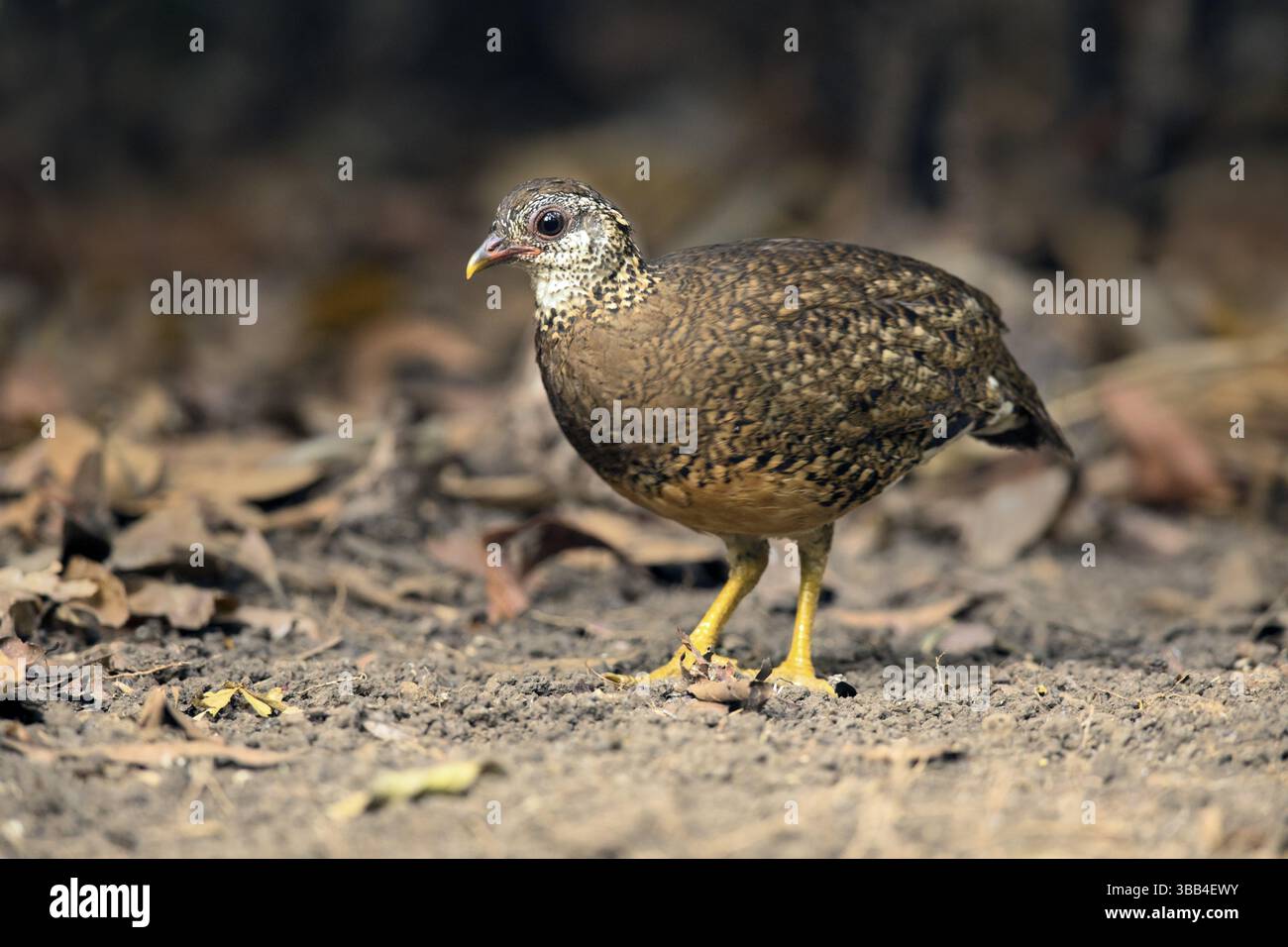 Green-legged Partridge (Arborophila chloropus) perched on the ground ...