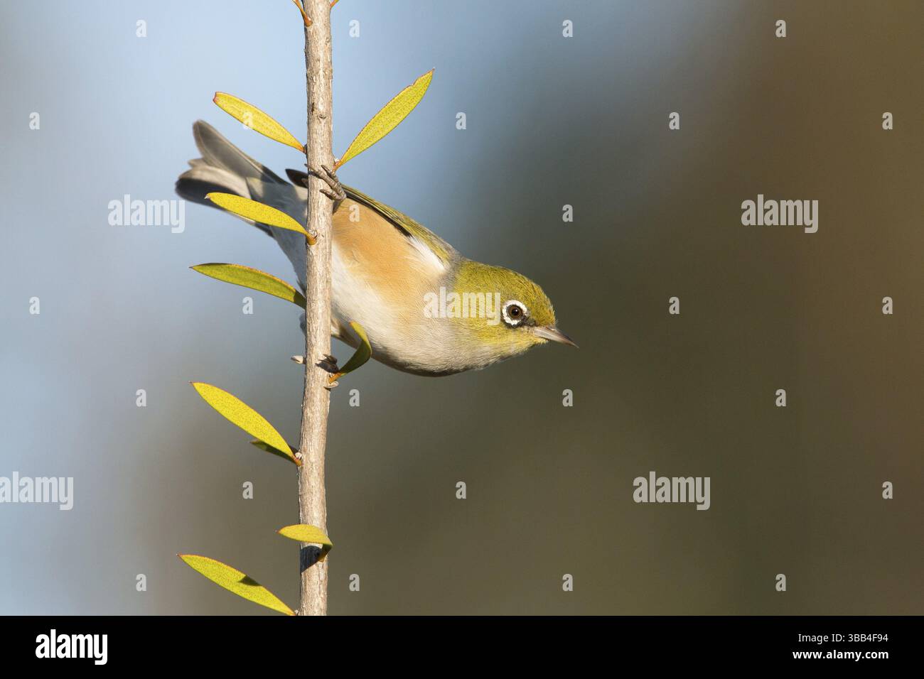 Silvereye (Zosterops lateralis), Victoria, Australia, Oceania Stock ...