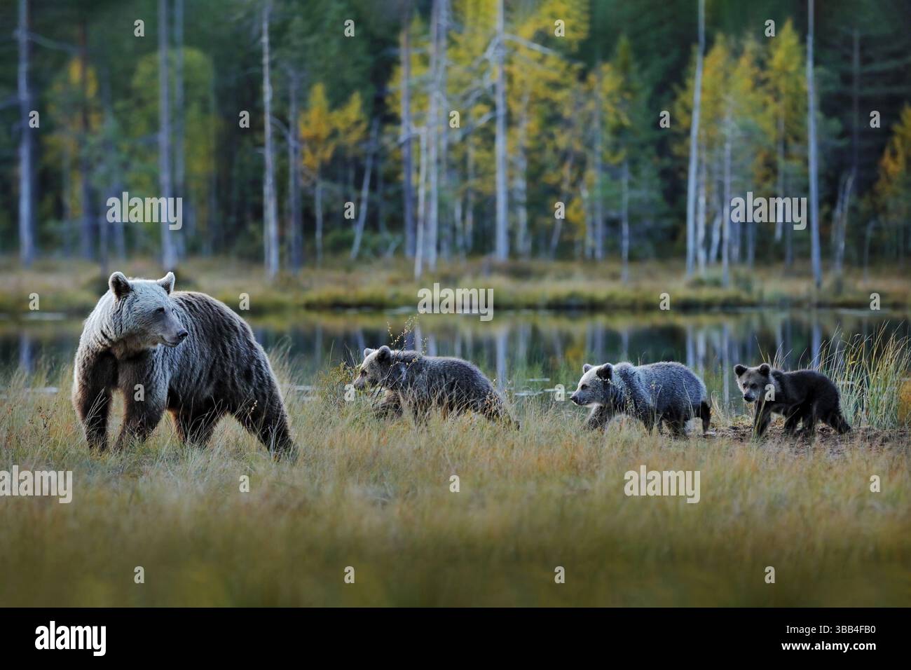 Bear family in taiga. Three brown bear cubs with mother. Beautiful animals hidden in forest lake ...