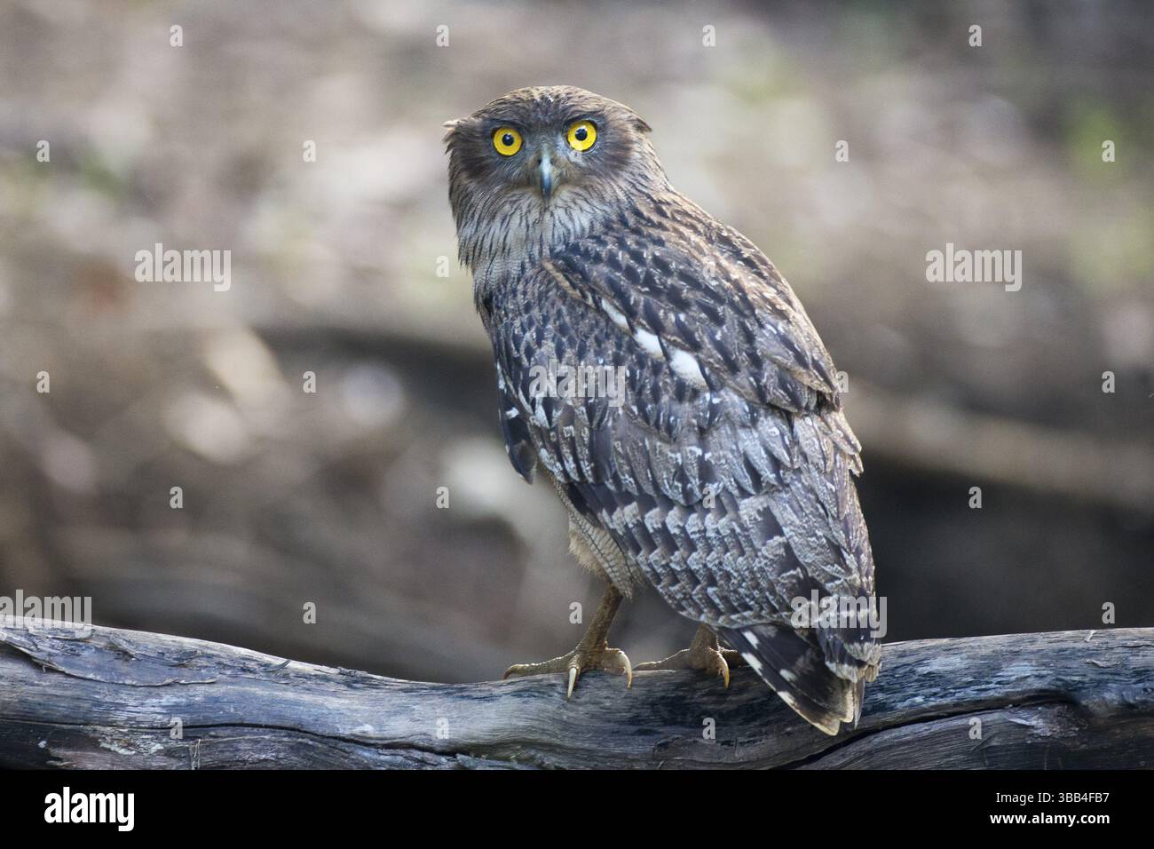 Brown Fish Owl (Ketupa zeylonensis), Tadoba National Park, India, Asia ...