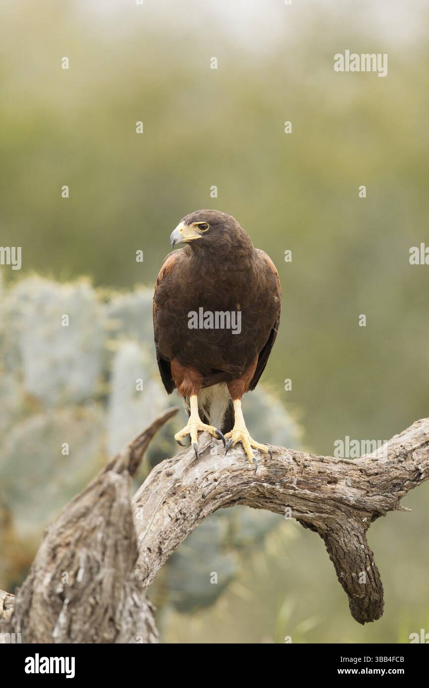Harris's Hawk (Parabuteo unicinctus), Texas, USA, North America Stock ...