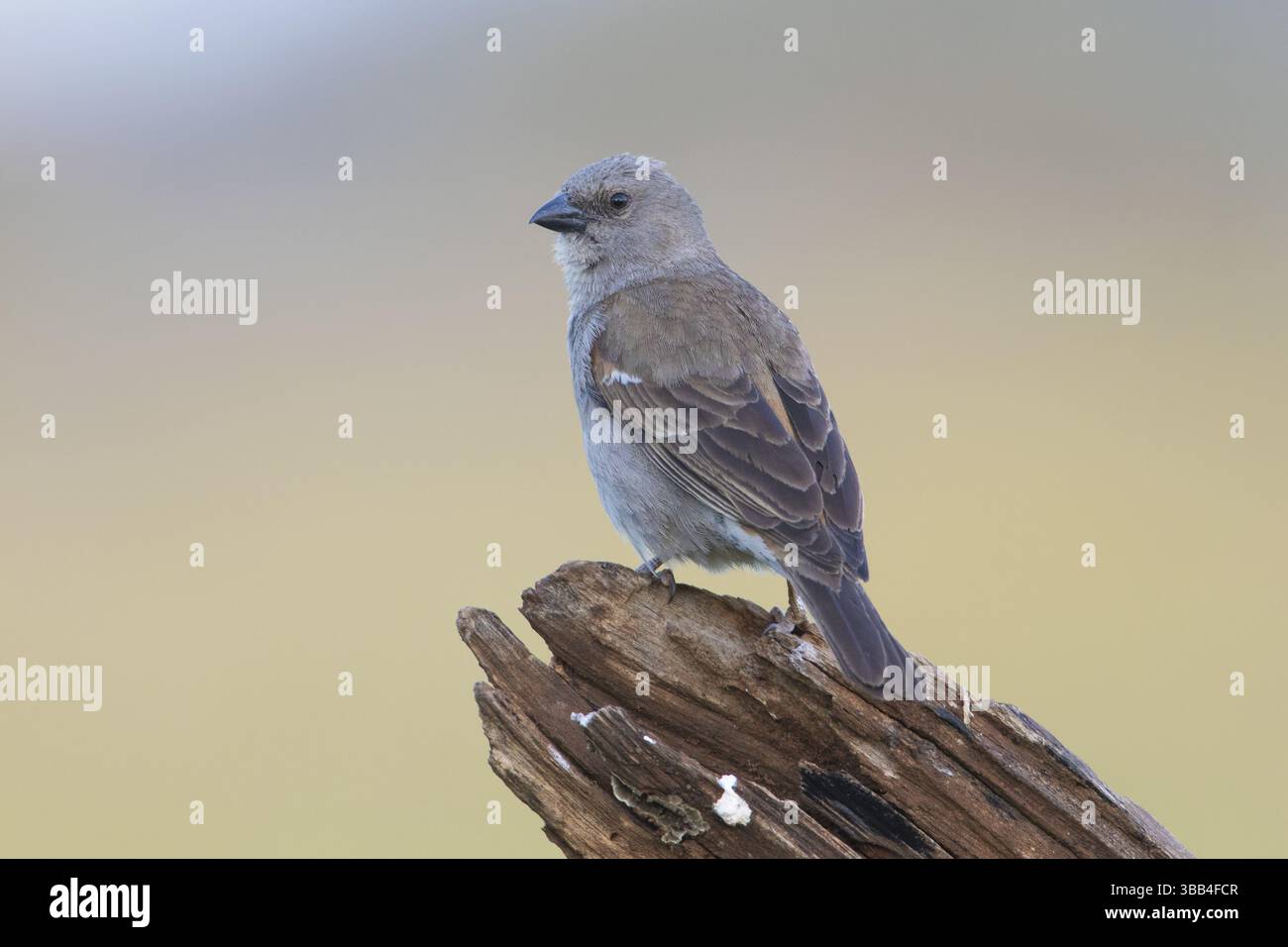 Swahili Sparrow (Passer suahelicus), Serengeti, Tanzania, Africa Stock ...