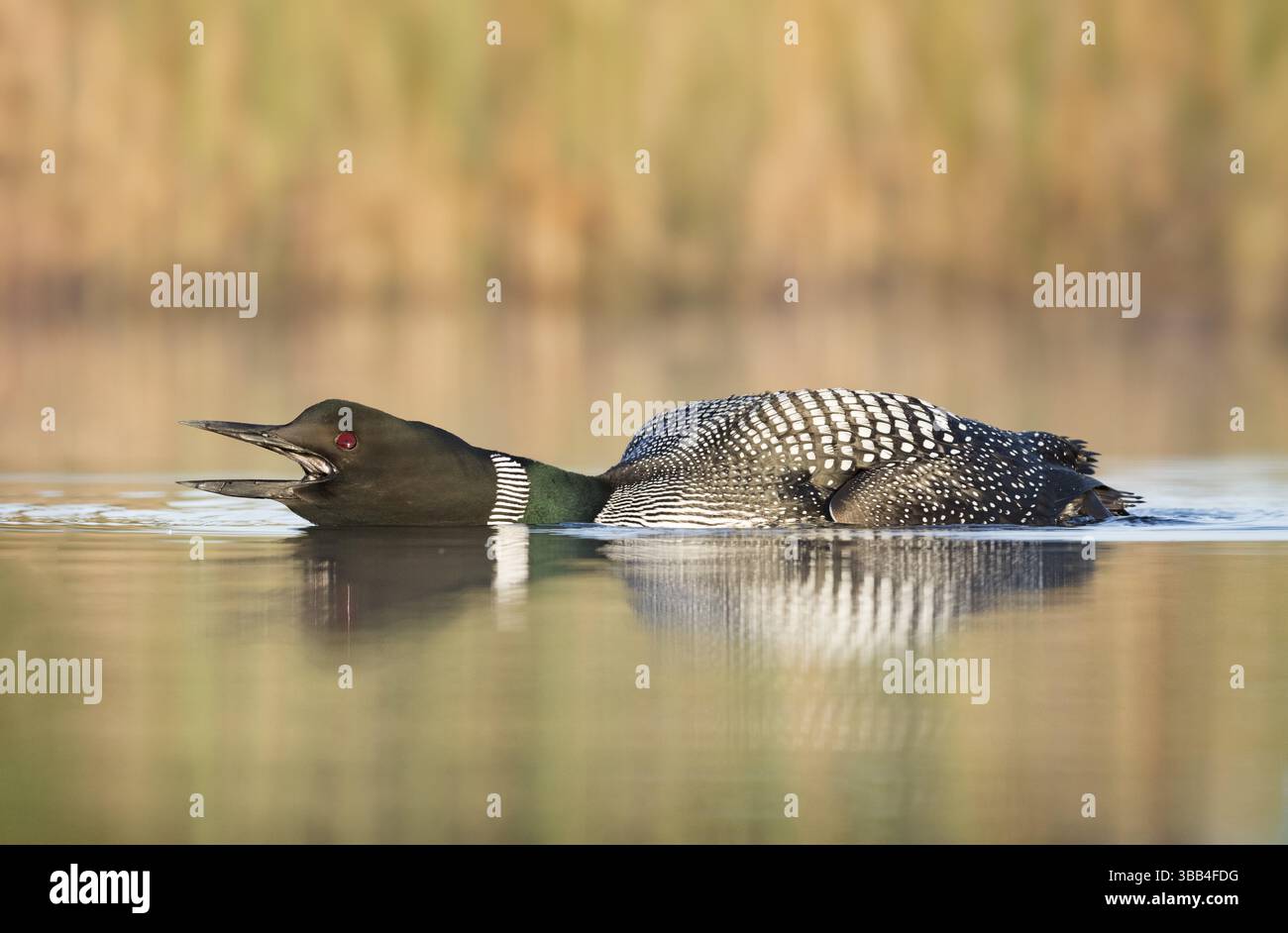 Great Northern Loon (Gavia immer) in threatening posture on lake ...