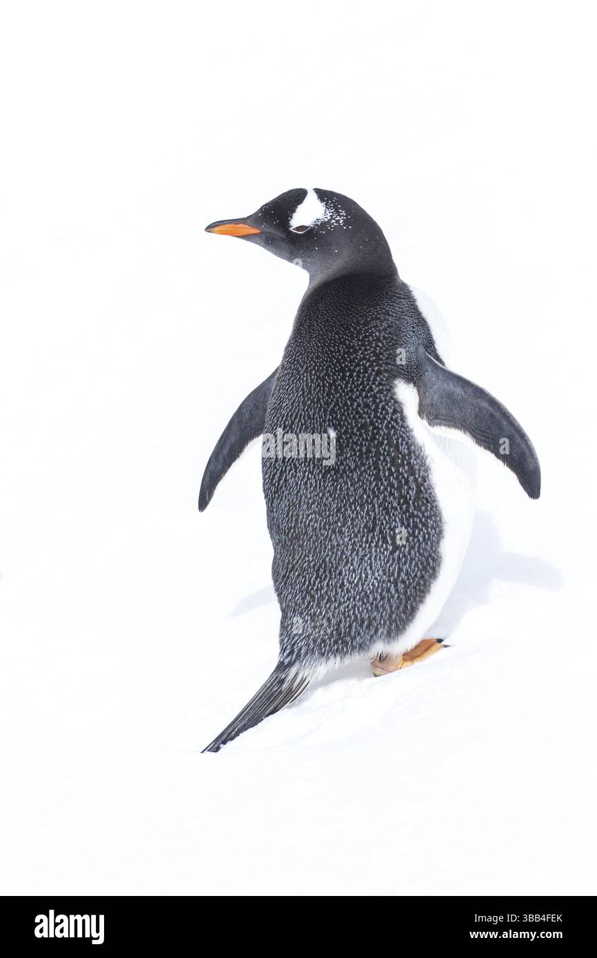 South asia fauna Cut Out Stock Images & Pictures - Alamy