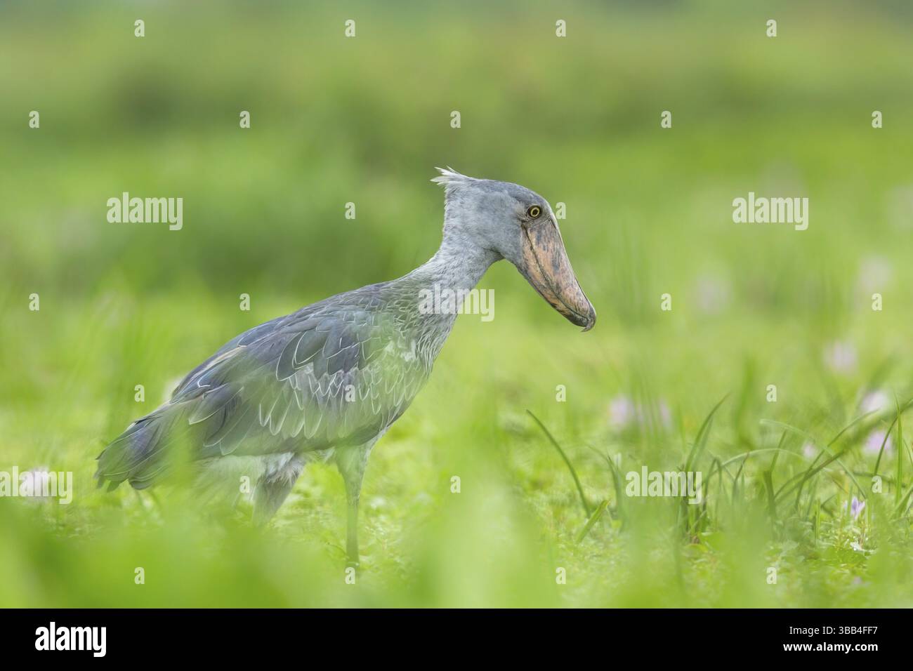 Shoebill (Balaeniceps rex), Murchinson Falls National Park, Uganda ...