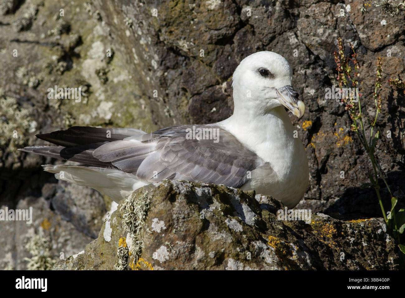 Northern Fulmar (Fulmarus glacialis) resting in nest on cliffs ...