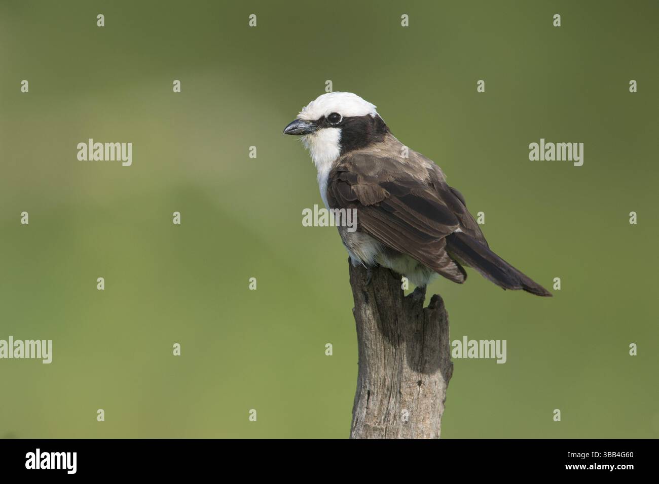 Northern White-crowned Shrike (Eurocephalus ruppelli), Serengeti ...