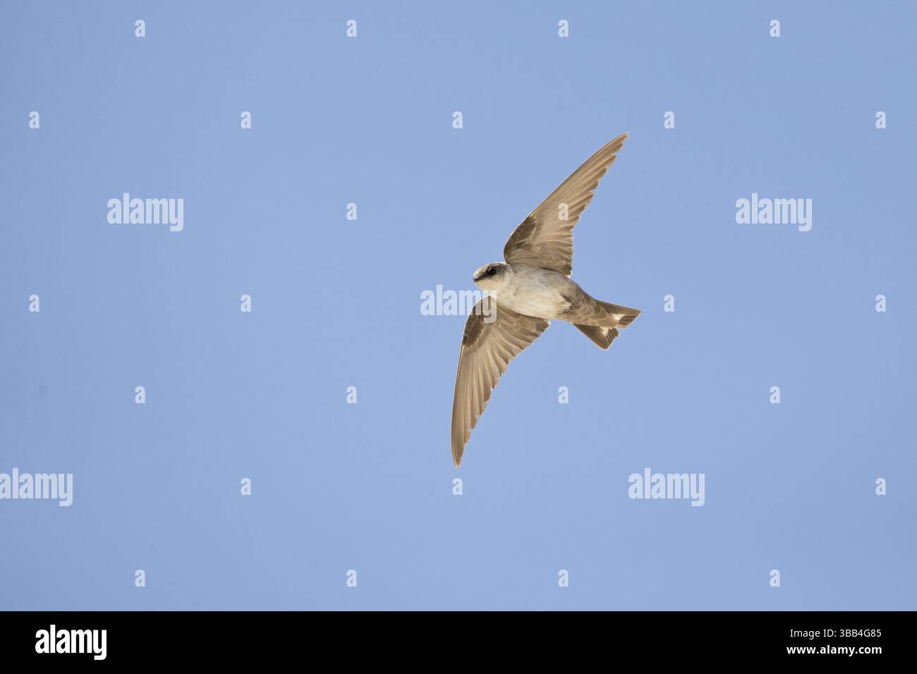 Pale Crag Martin (Ptyonoprogne obsoleta obsoleta) flying, Dhofar, Oman ...