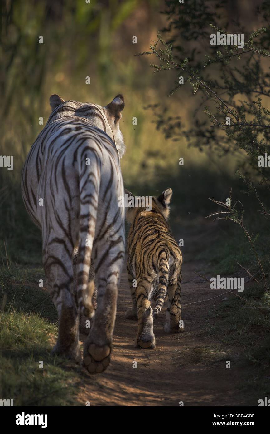 Bengal Tiger (Panthera tigris) white morph mother with cub, captive ...