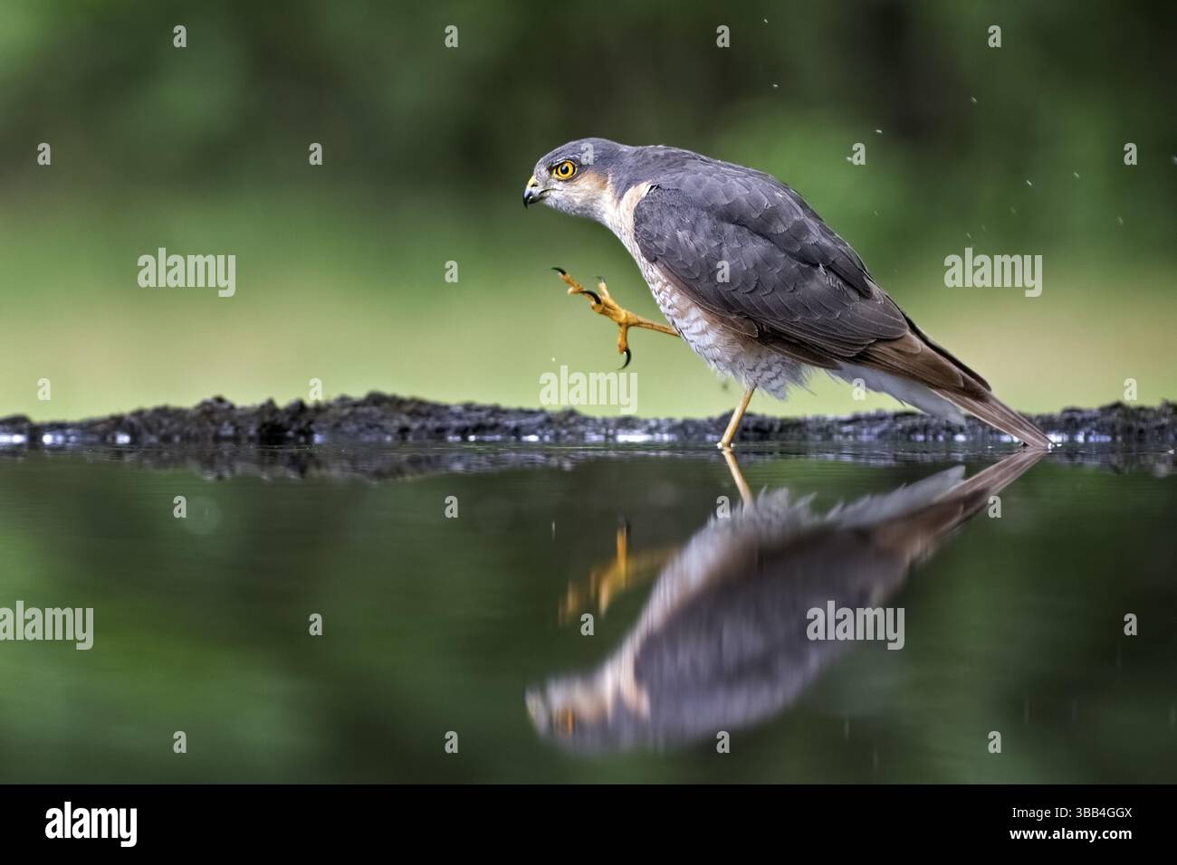 Eurasian Sparrowhawk (Accipiter nisus) male at waterhole, Hungary ...