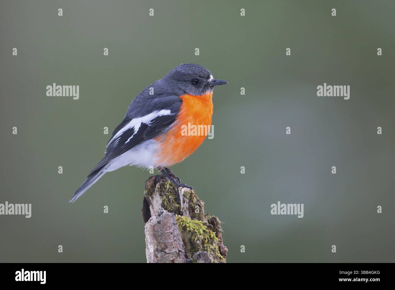 Flame Robin (Petroica phoenicea) male, Victoria, Australia, Oceania ...