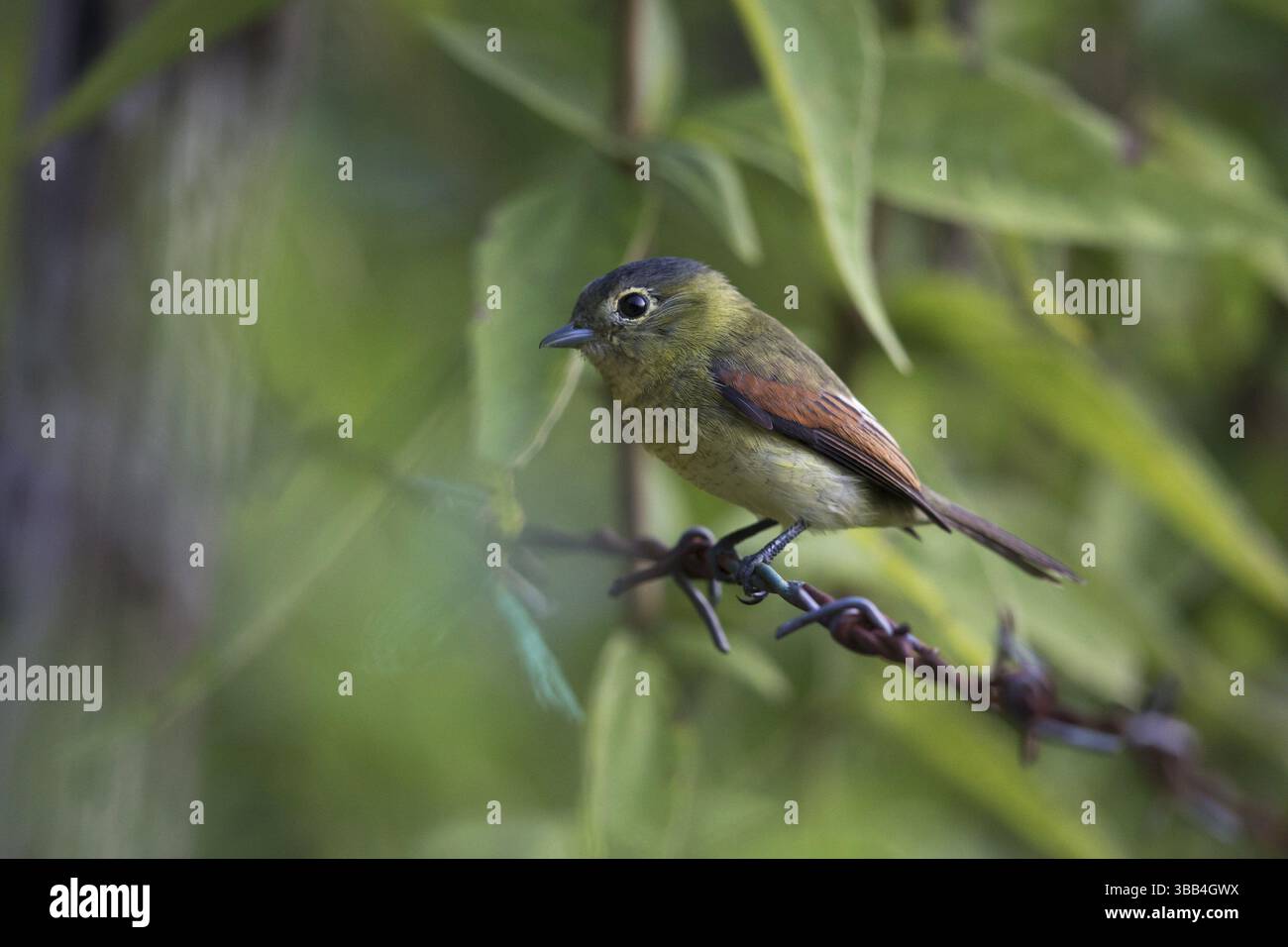 Barred Becard (Pachyramphus versicolor versicolor) female, Clarita ...