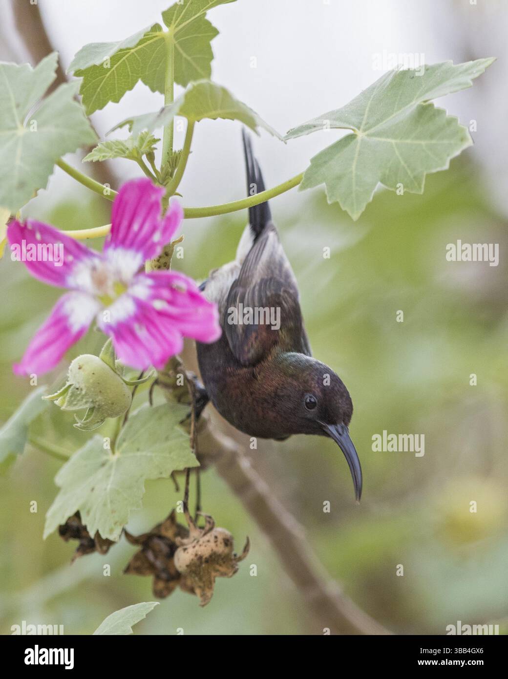 Sunbirds hi-res stock photography and images - Alamy