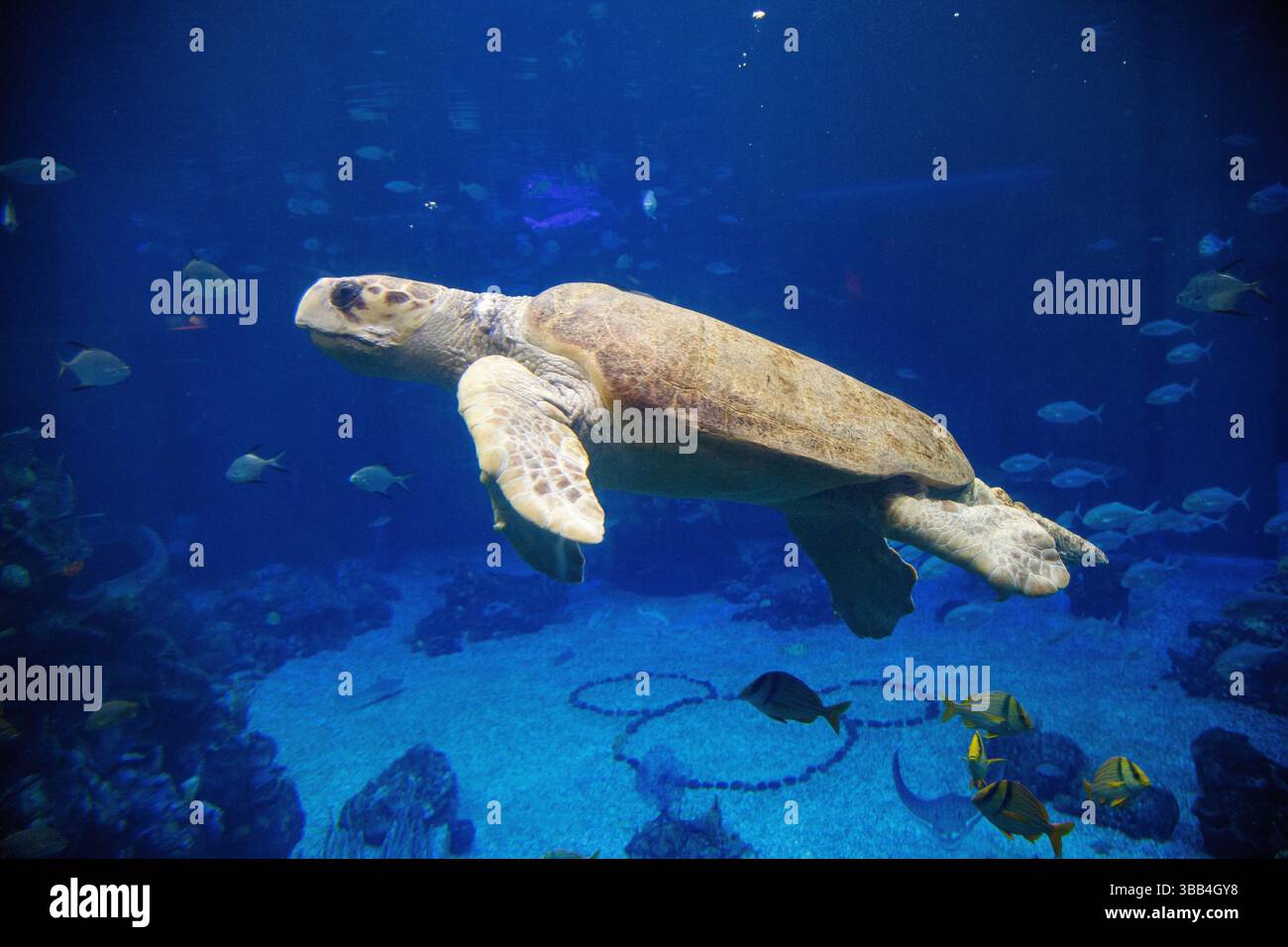 A Loggerhead sea turtle at the Seas aquarium, Epcot amusement park ...
