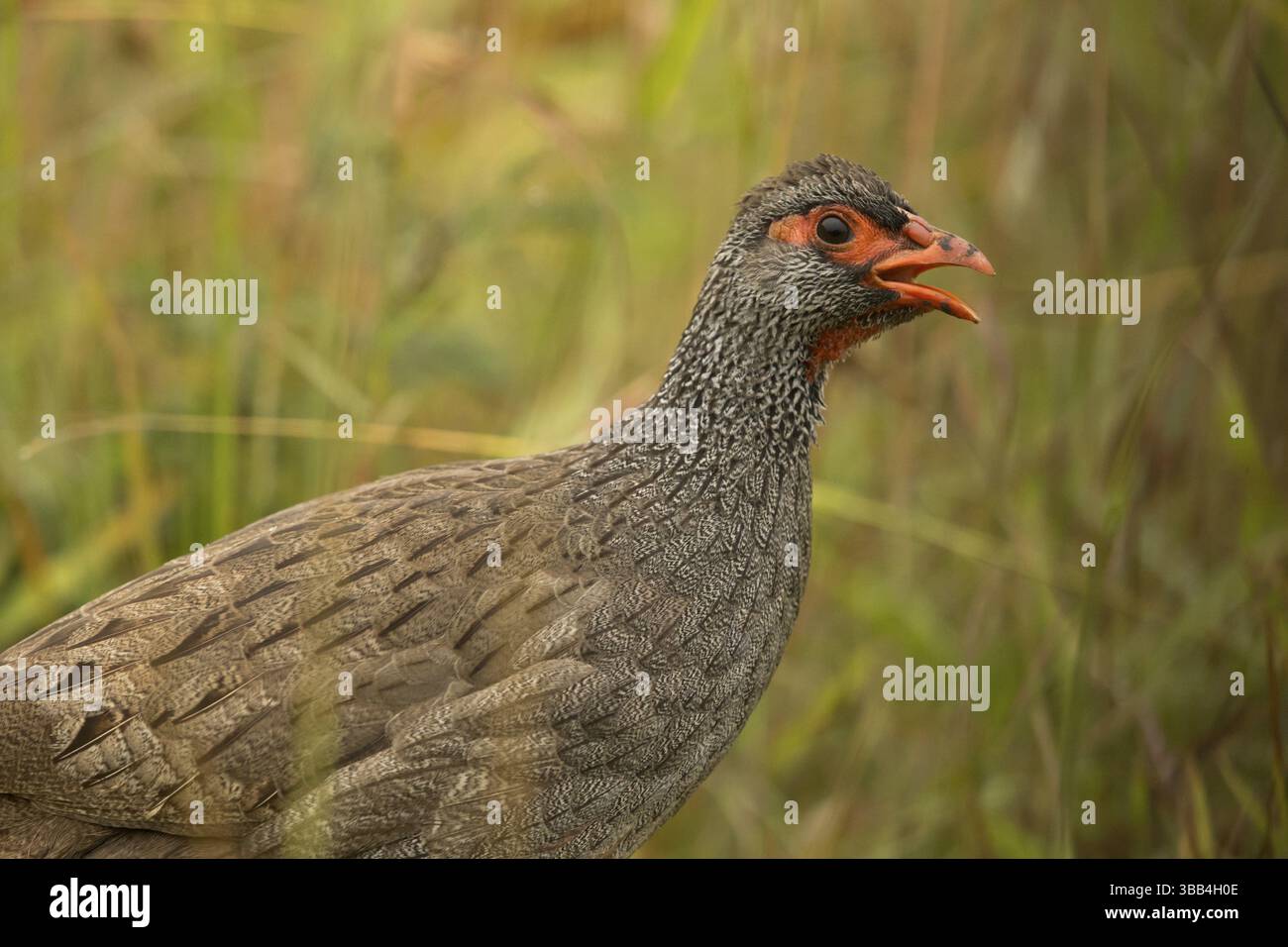 Red-necked Spurfowl (Pternistis afer) calling, Lake Mburo National Park ...