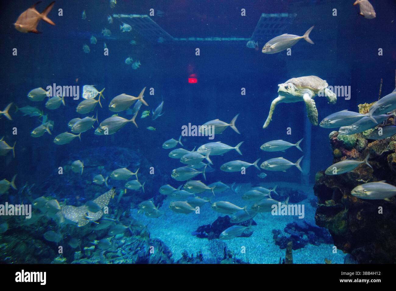 A Loggerhead sea turtle at the Seas aquarium, Epcot amusement park ...