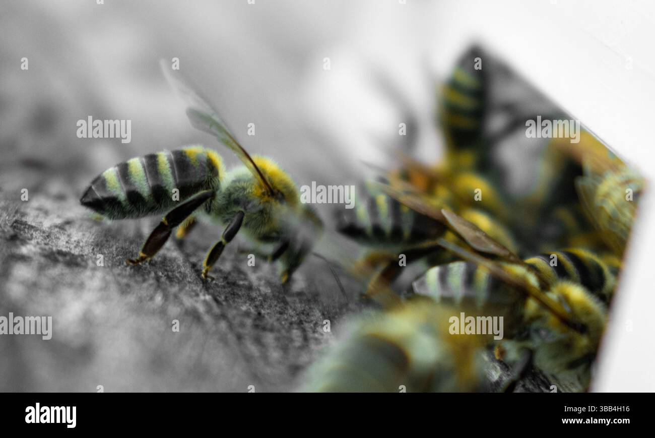 bees enter the hive. bee close up Stock Photo - Alamy