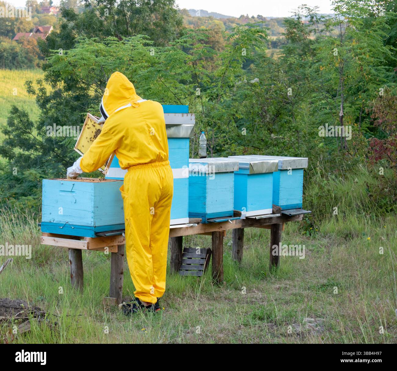 a young beekeeper in a yellow beekeeping suit takes out honeycombs from ...