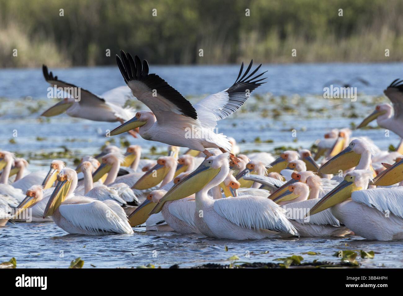 Great White Pelican (Pelecanus onocrotalus) group, Romania, Europe ...
