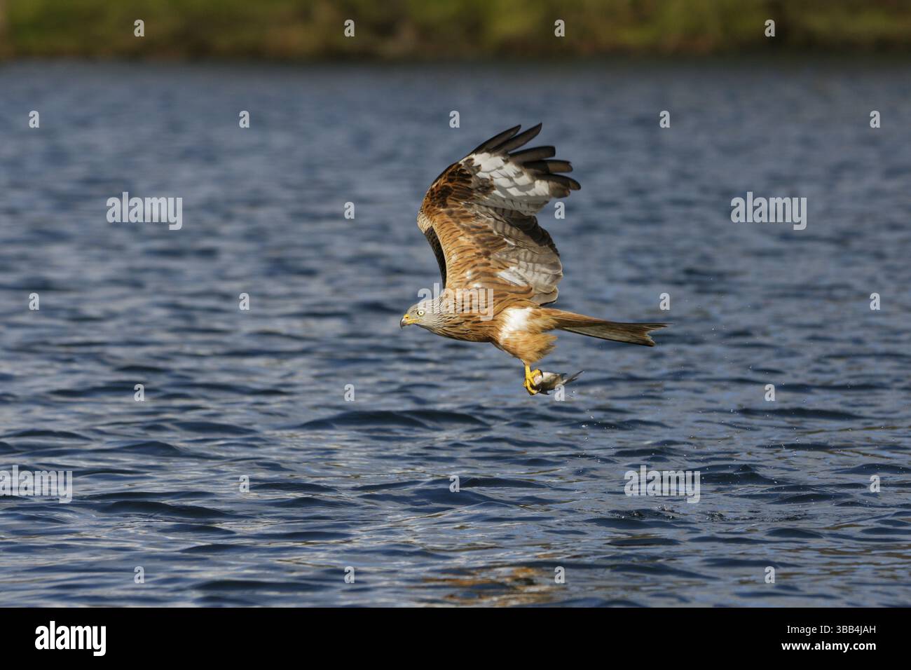 Rotmilan, lat. Milvus milvus, Altvogel im Flug ueber dem Gewaesser mit ...