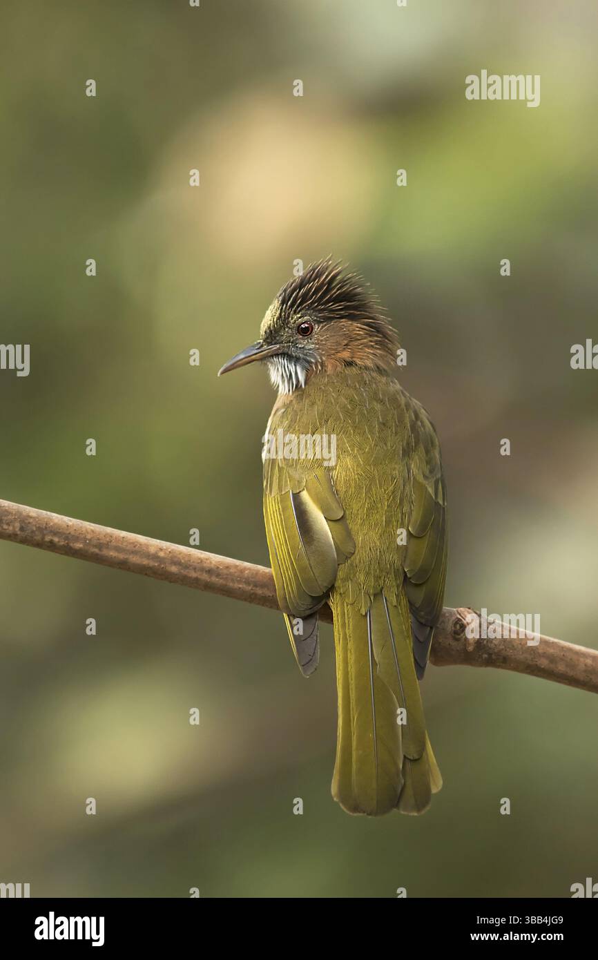 Mountain Bulbul (Ixos mcclellandii), Darjeeling, India, Asia Stock ...