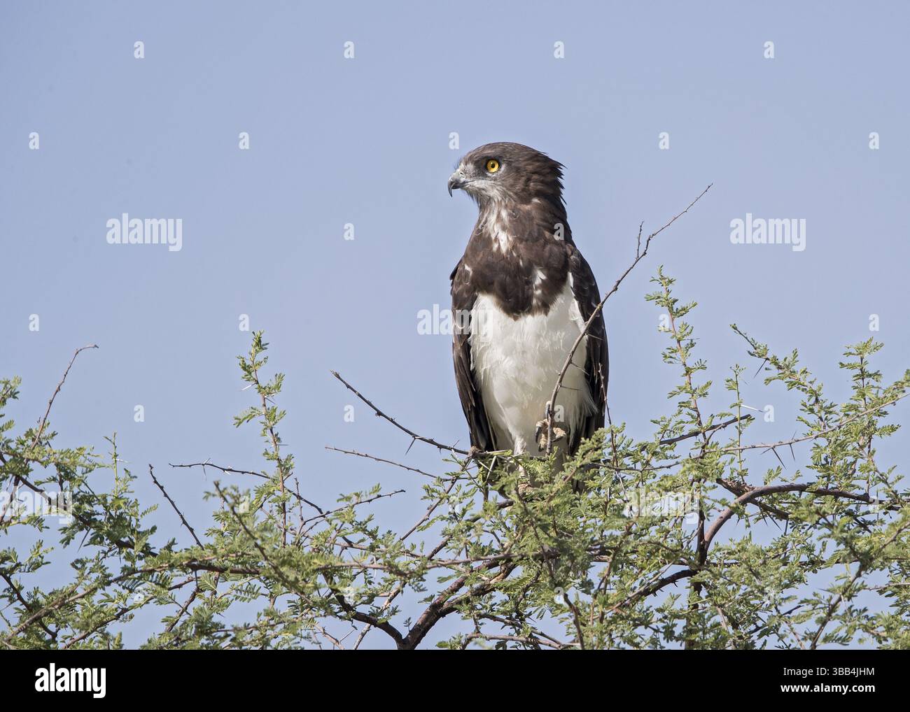 Black-chested Snake Eagle (Circaetus pectoralis) perched on a branch ...