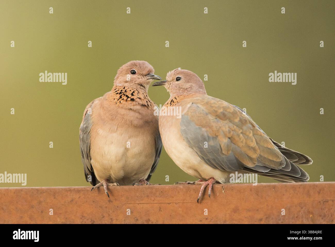 Laughing Dove (Spilopelia senegalensis) pair, Gambia, Africa Stock ...
