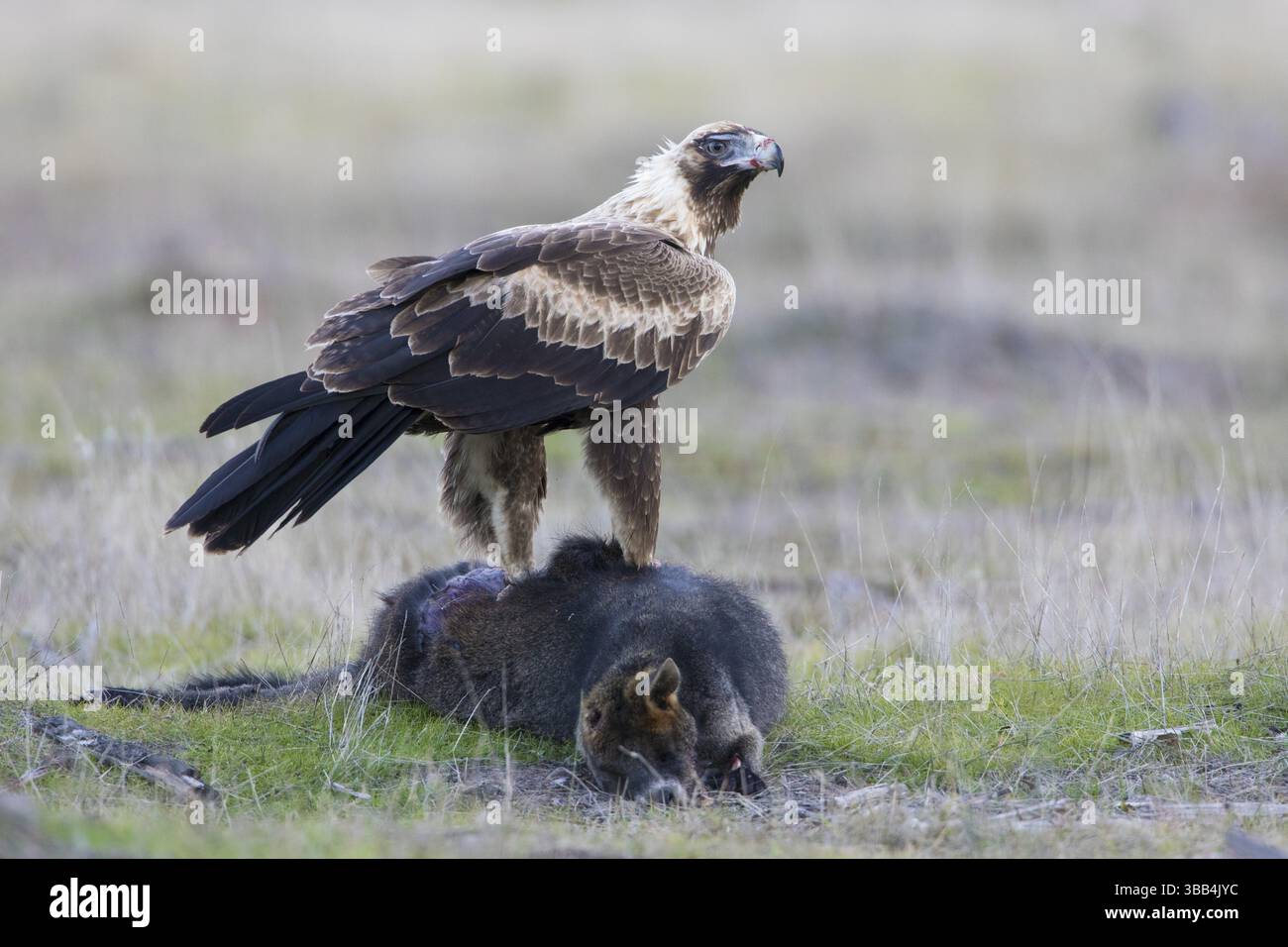 Wedge-tailed Eagle (Aquila audax) juvenile on the carcass of a Swamp ...