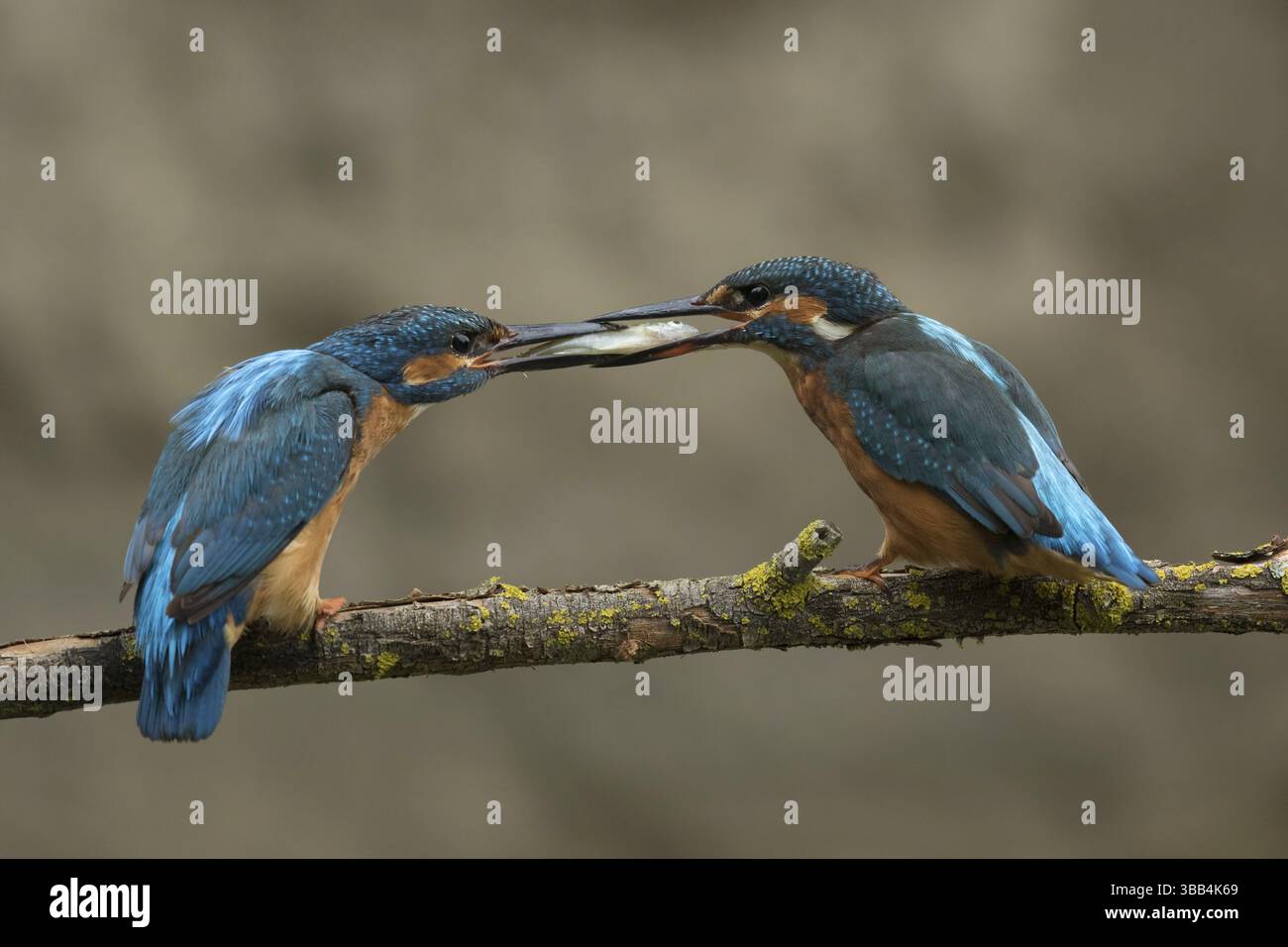 Ijsvogel moert juvenile vrouw visje, Kingfisher male is feeding ...