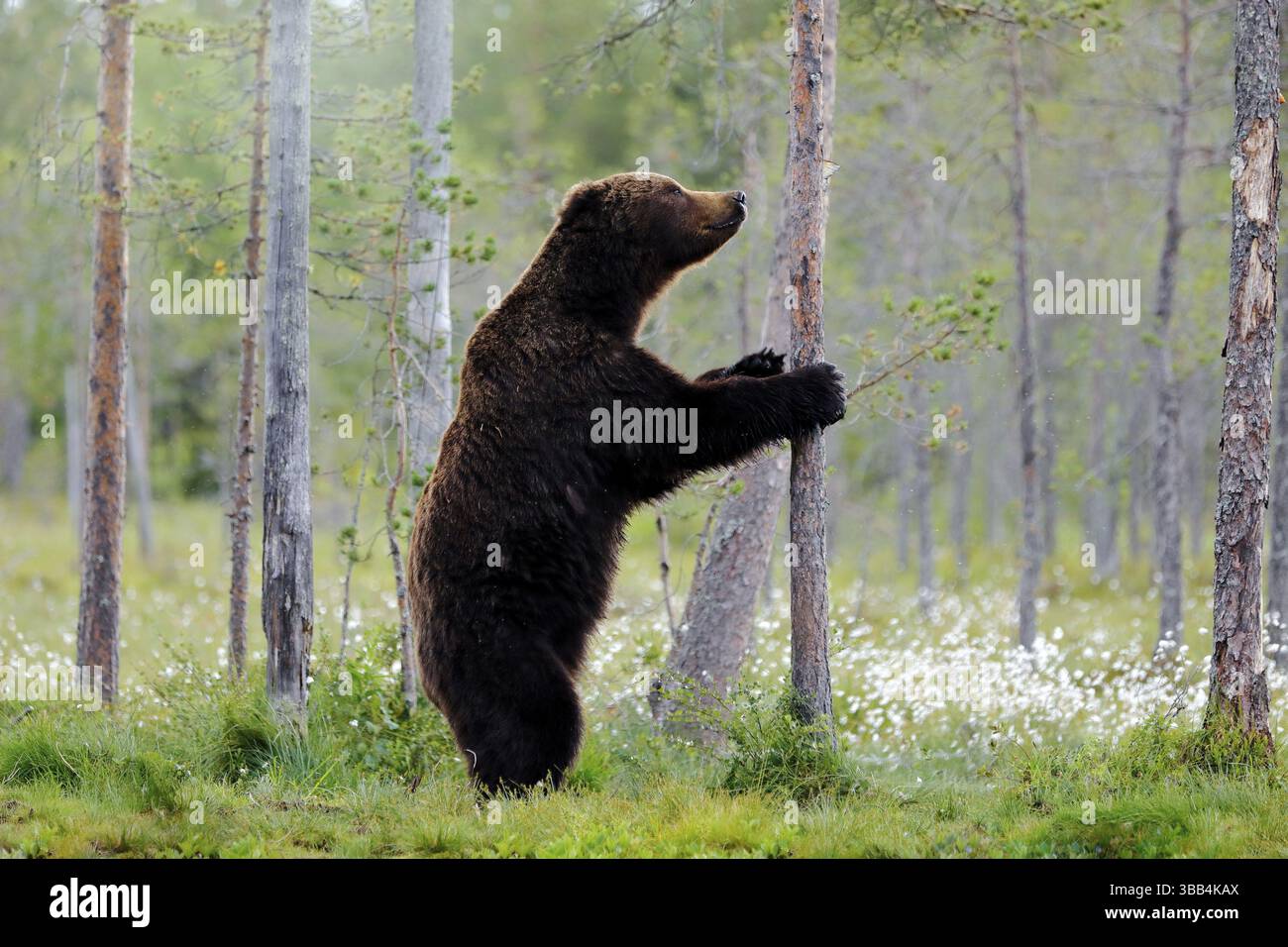 Bear standing, sit up on its hind legs, somerr forest with cotton grass. Dangerous animal in ...