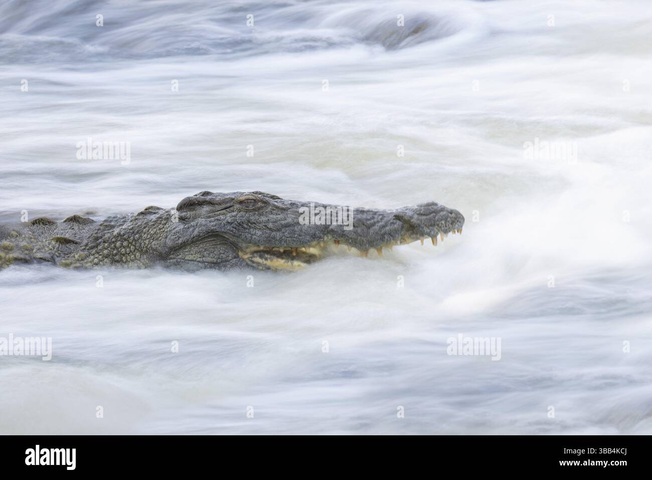 Nile Crocodile (Crocodylus niloticus) portrait with open jaws in fast ...