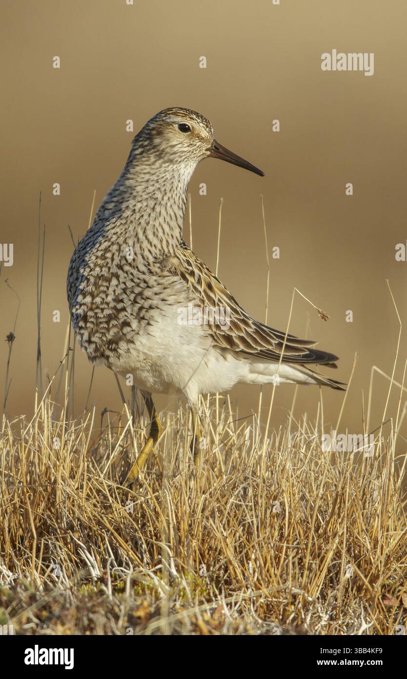 Pectoral Sandpiper (Calidris melanotos) on the tundra in Northern ...