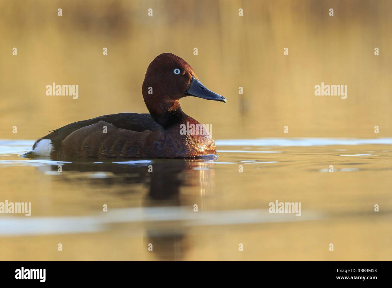 Ferruginous Duck (Aythya nyroca) male, Krk, Croatia, Europe Stock Photo ...