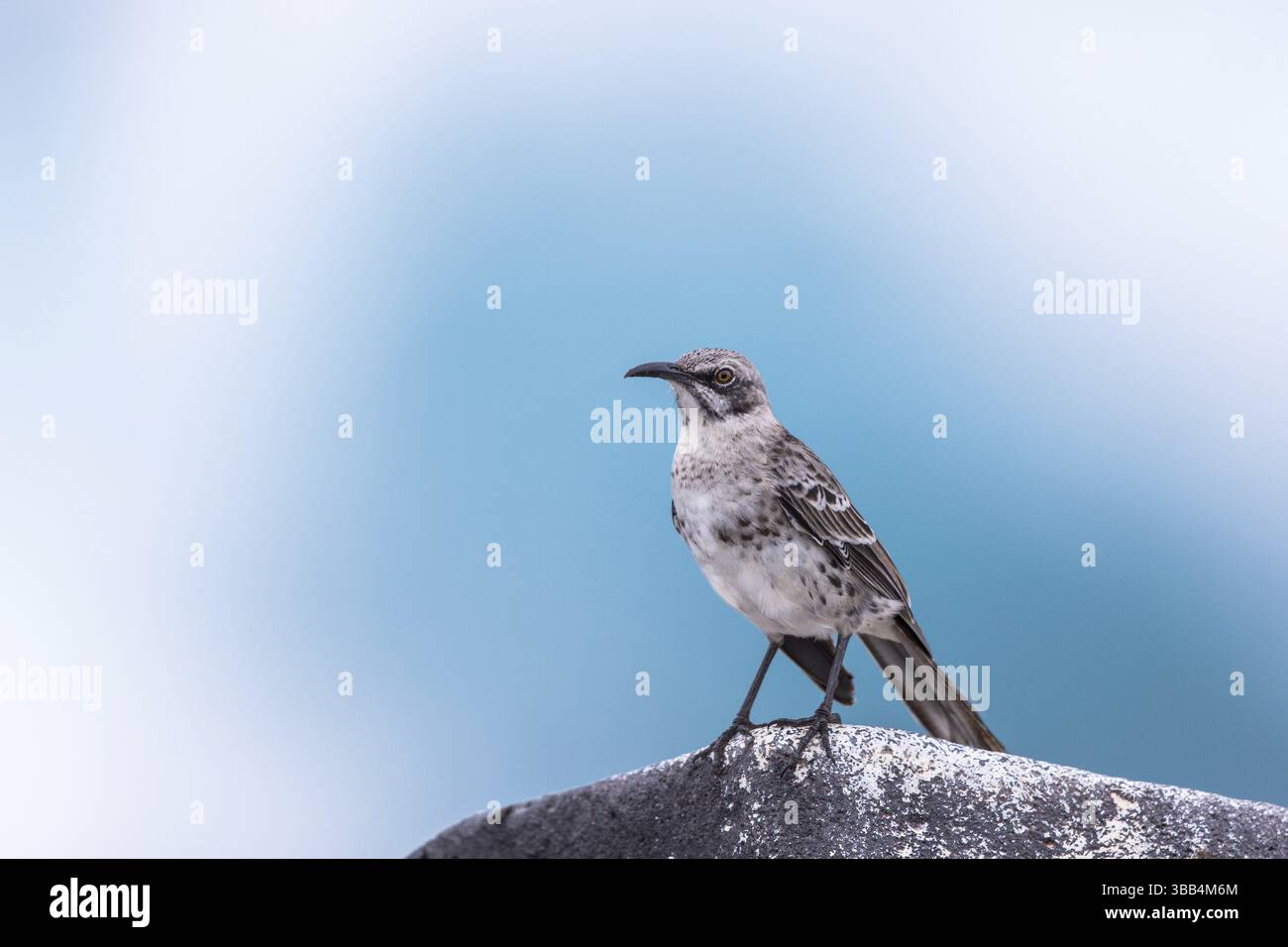 Hood Mockingbird (Mimus macdonaldi), Galapagos, Ecuador, South America ...